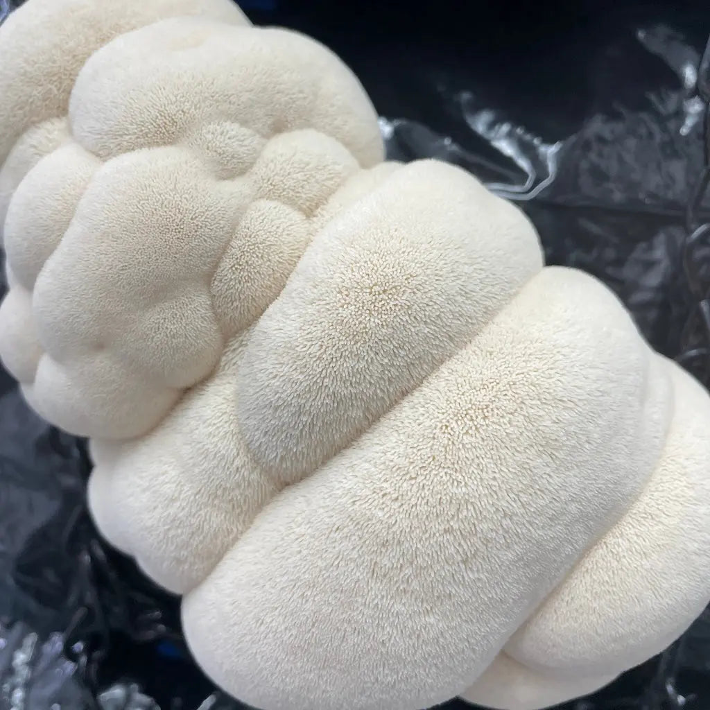 HULK Lion's Mane (hericium erinaceus) Mushroom Block – Kai Kai Farm