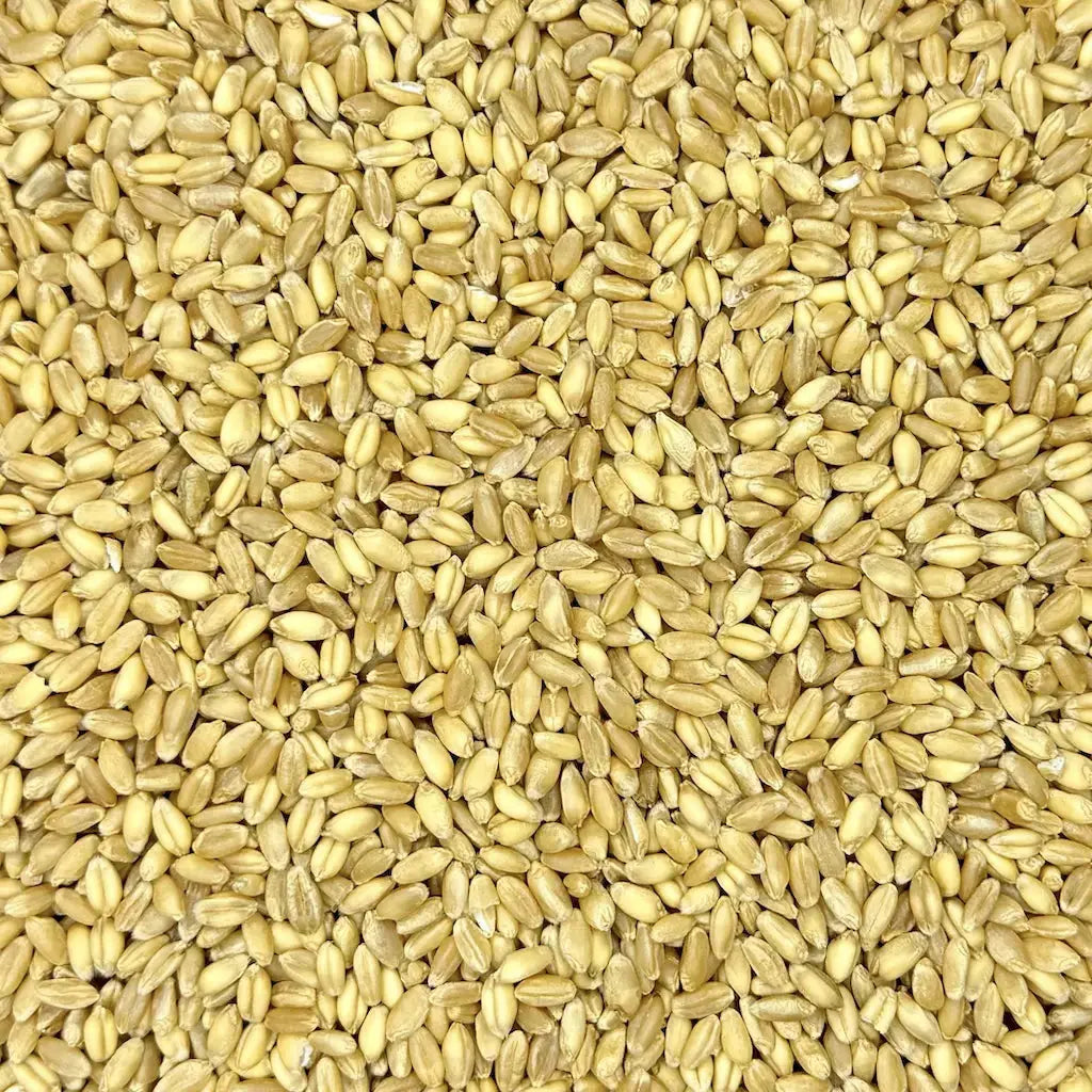 Organic Wheat Grain for Mushroom Substrate | Bulk Buy Australia – Kai ...