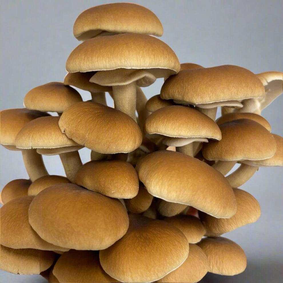 Pioppino Organic Mushroom Kit - Grow at Home! – Kai Kai Farm